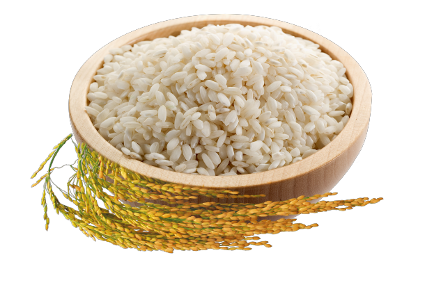 Yuvraj Rice | Rijstbedrijf in Nickerie | Best quality rice